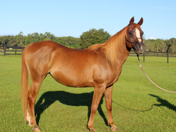 Companion Horses - Horse Protection Association