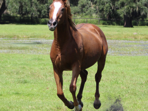 Companion Horses - Horse Protection Association of Florida