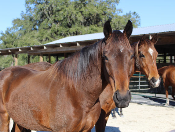 Companion Horses - Horse Protection Association of Florida