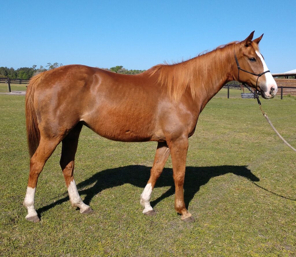 Successes | Horse Protection Association of Florida