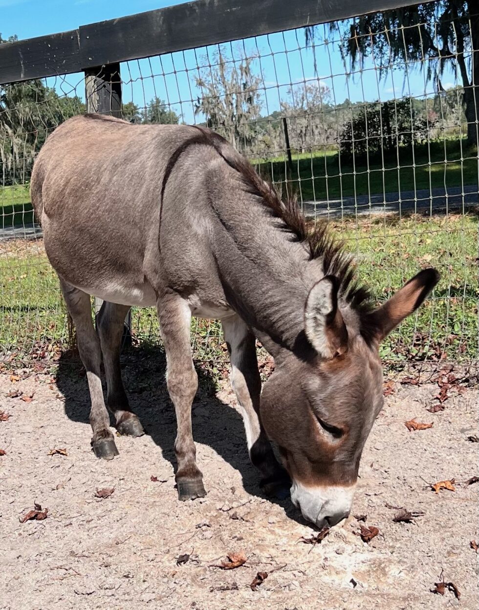 Donkey Oty | Horse Protection Association of Florida