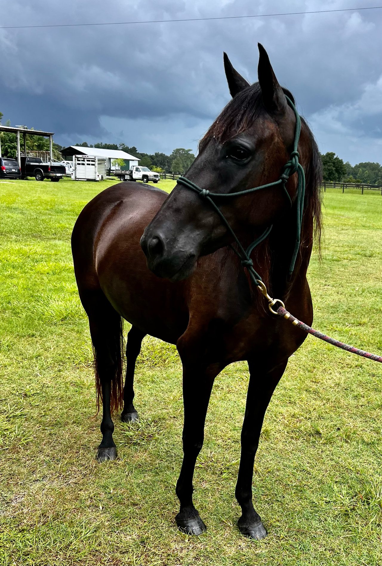 Adopt | Horse Protection Association of Florida