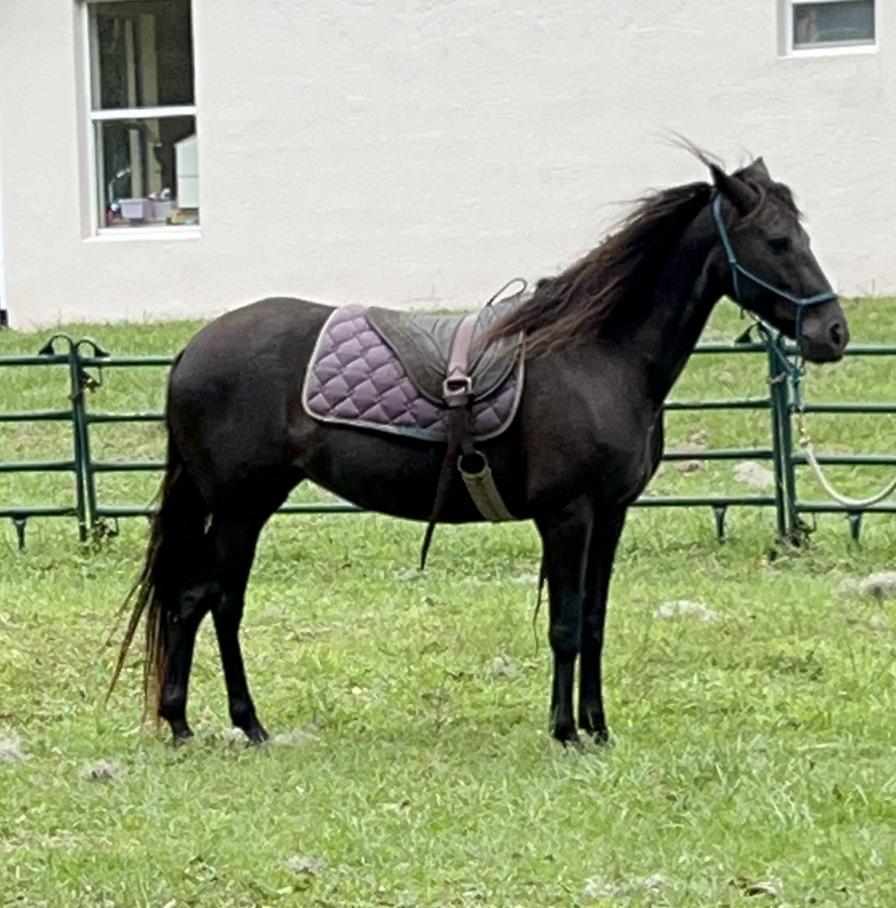 Adopt | Horse Protection Association of Florida