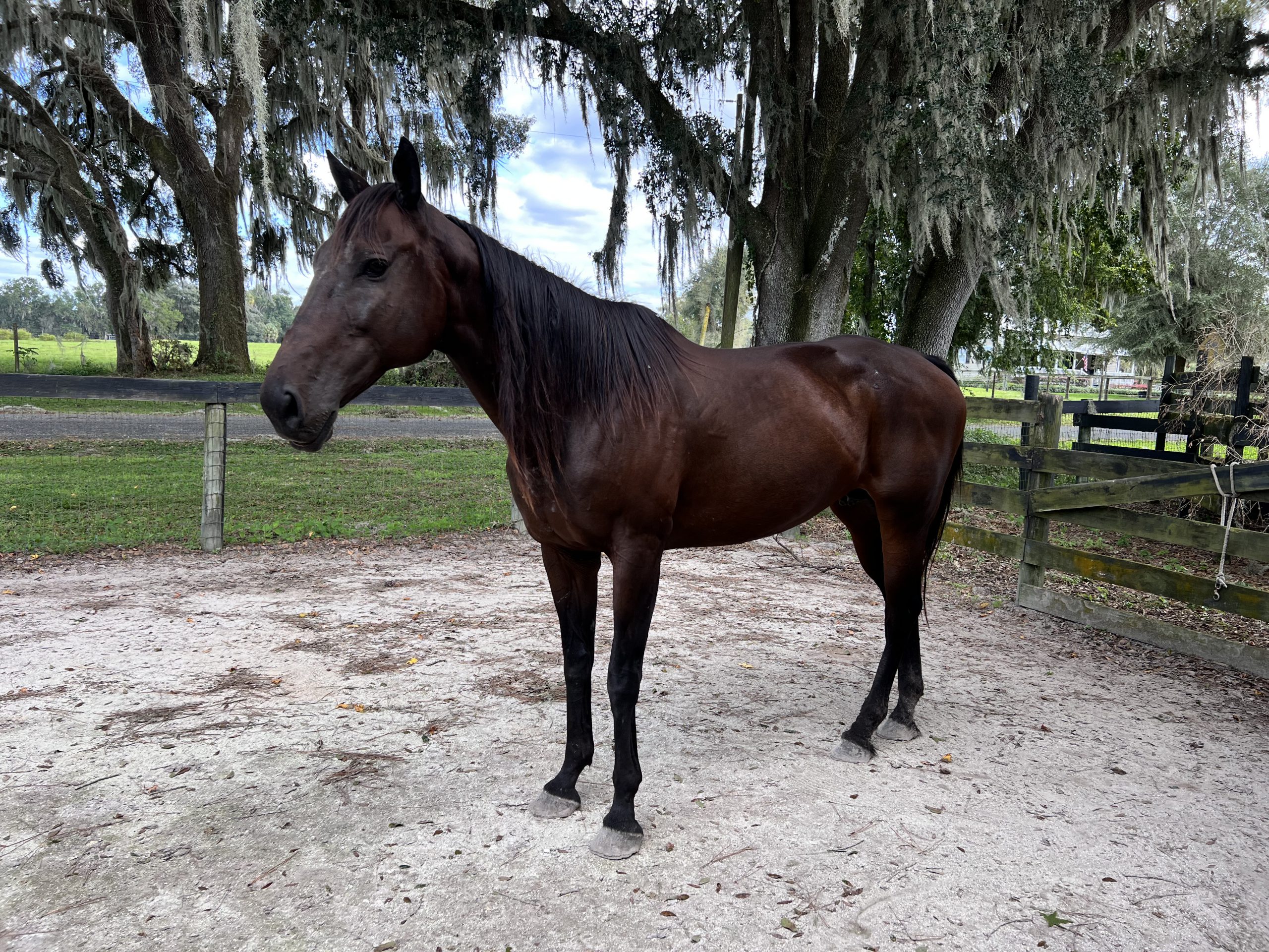 Horses Needing Sponsors | Horse Protection Association of Florida