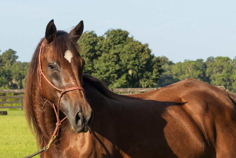 Pixie | Horse Protection Association of Florida