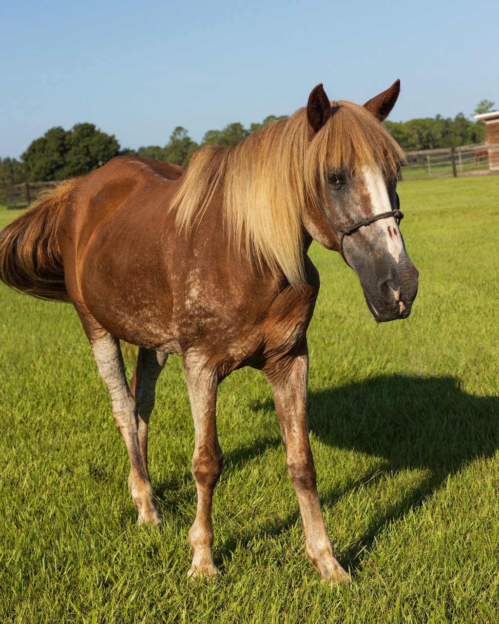 Adoptable Horses | Horse Protection Association of Florida