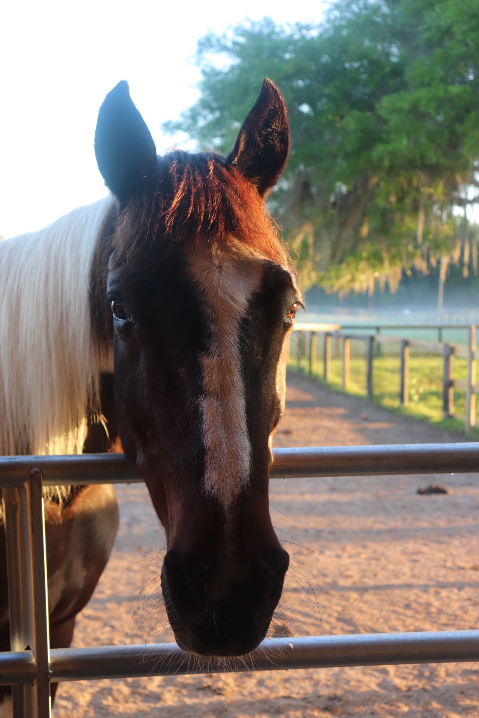 Adoptable Horses | Horse Protection Association of Florida