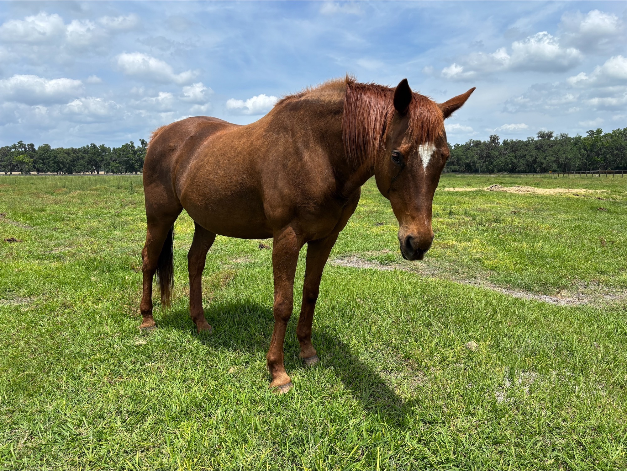 Adoptable Horses | Horse Protection Association of Florida