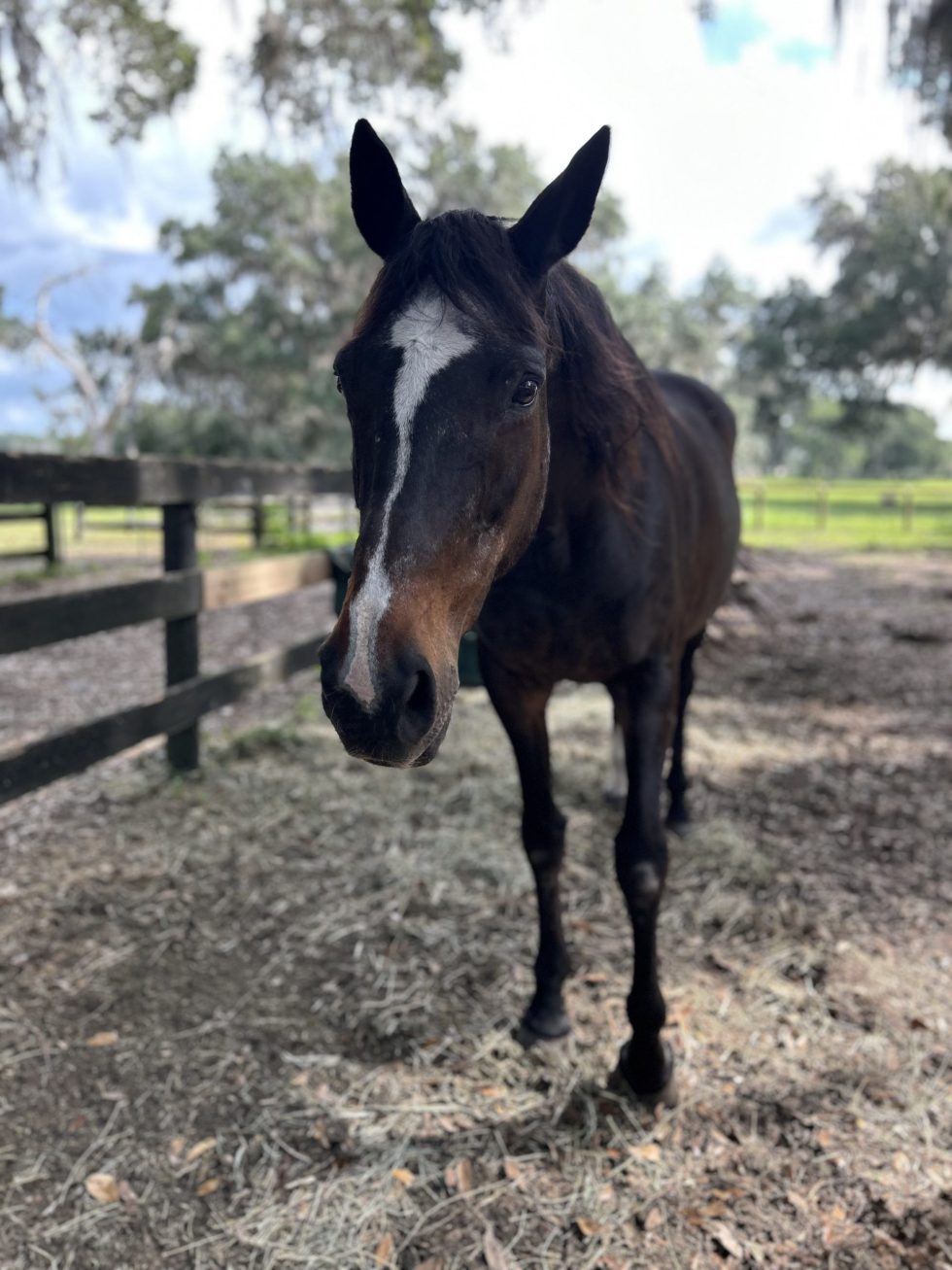 Equines | Horse Protection Association of Florida