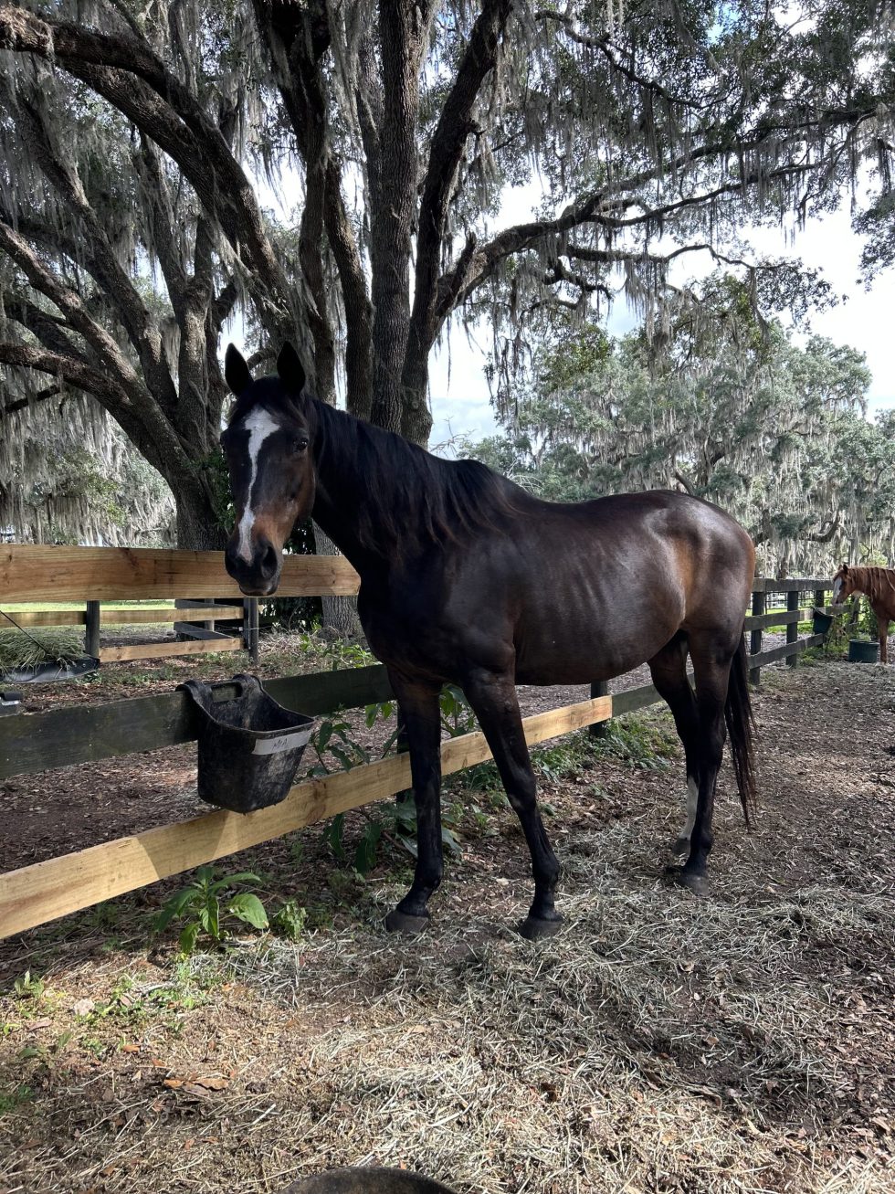 Equines | Horse Protection Association of Florida