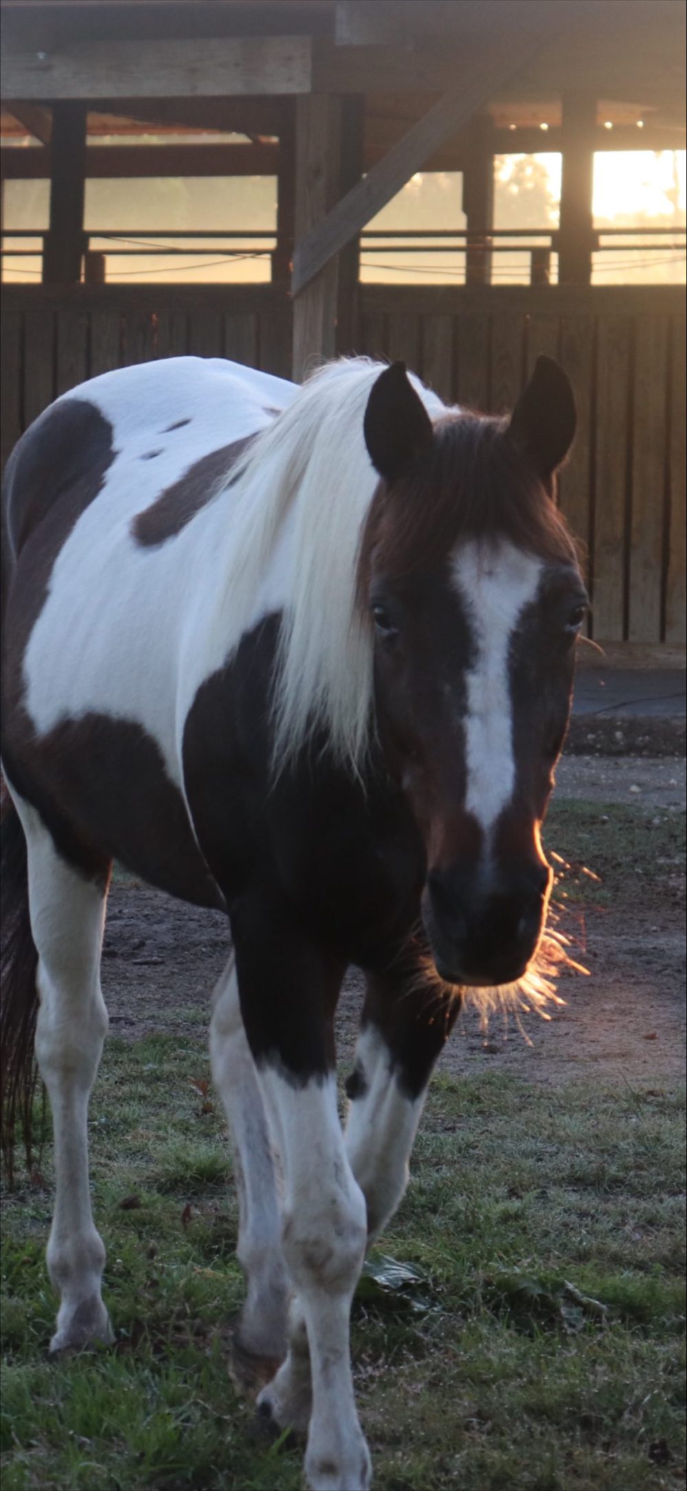 Ethel | Horse Protection Association of Florida