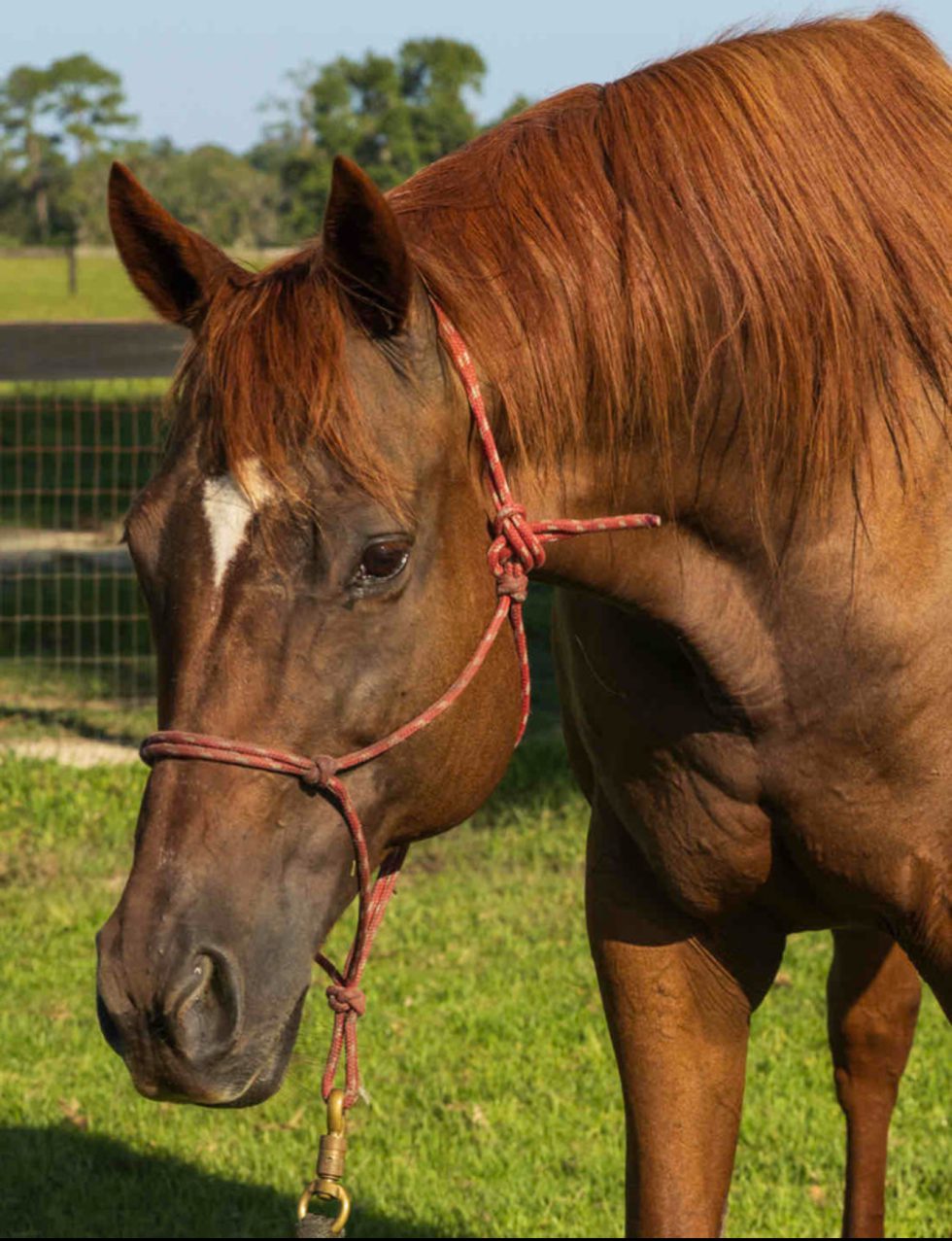 Maddy | Horse Protection Association of Florida
